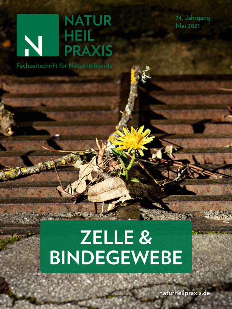 Der Pischinger-Raum – System der Grundregulation • Naturheilpraxis