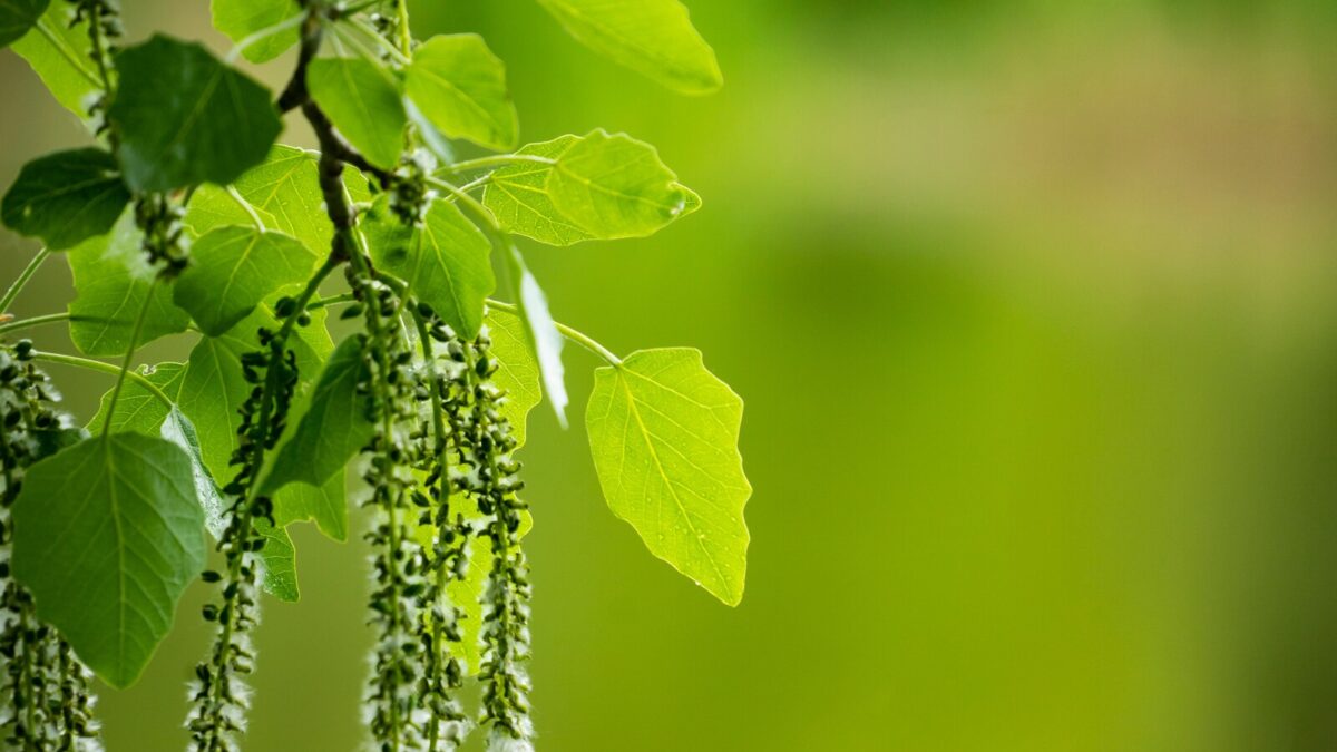 Wie Birkenpollen das Immunsystem beeinflussen • Naturheilpraxis